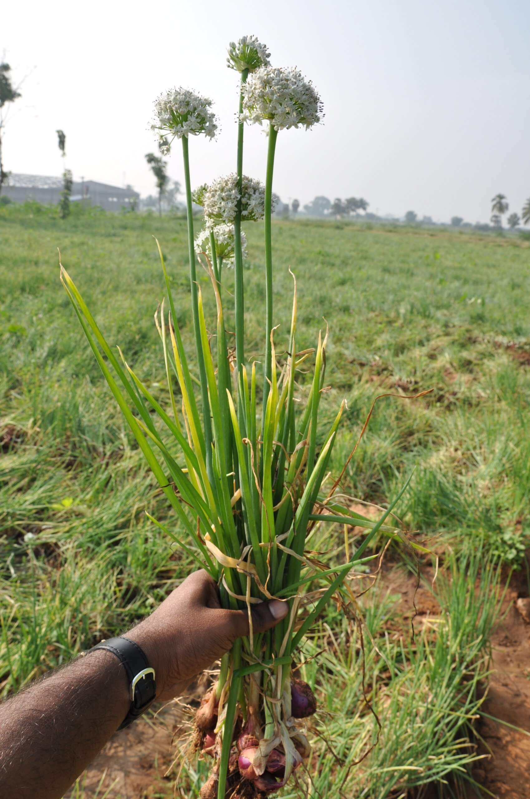 How many types of onions are there and what are their health benefits ...