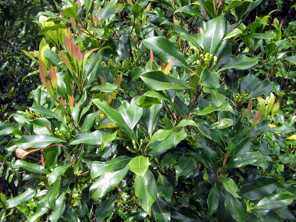What are cloves medicinal properties? - Sudhirahluwalia, Inc