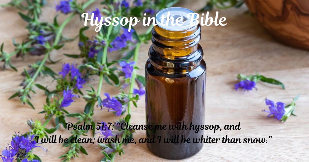 Hyssop in the Bible - Sudhirahluwalia, Inc